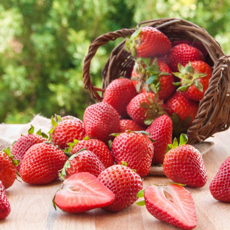 Le miam aux fruits de France Guillain , La recette originelle de France ... Le miam aux fruits de France Guillain , La recette originelle de France ...