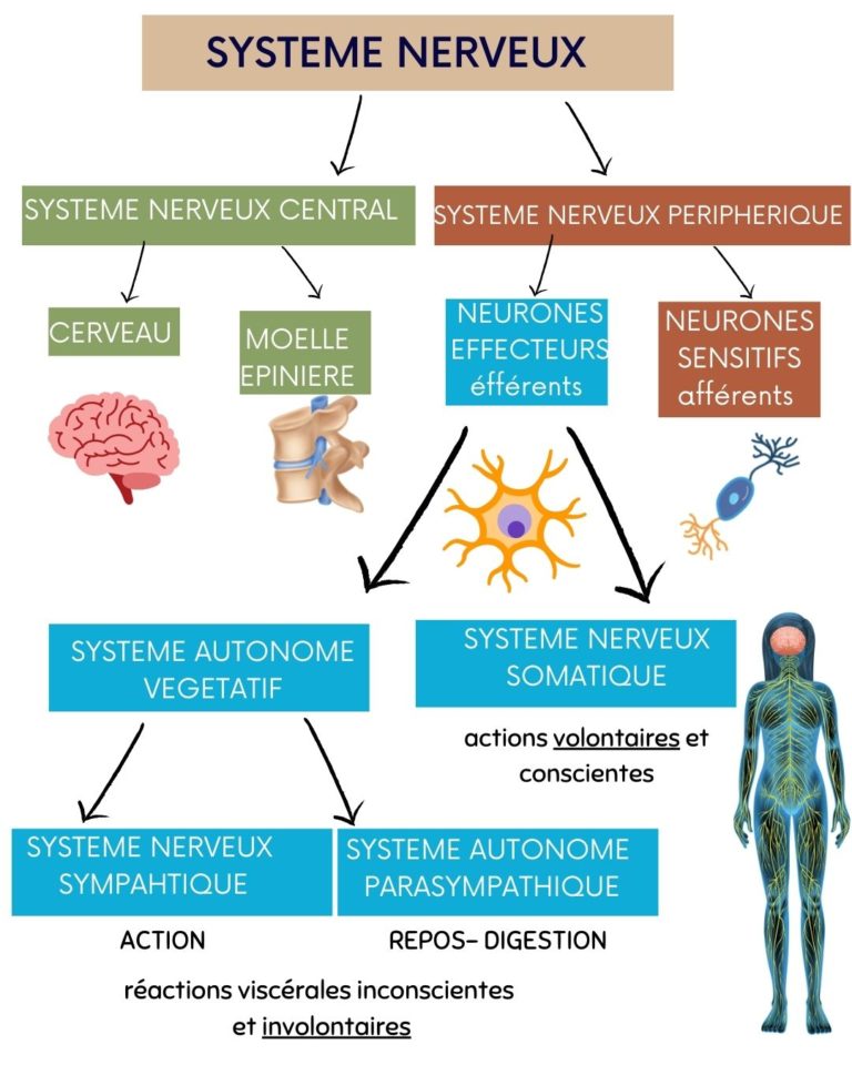 Le nerf vague, comment l'activer en naturopathie ? | Evy Poulard, Naturopathe à Aix en provence ...
